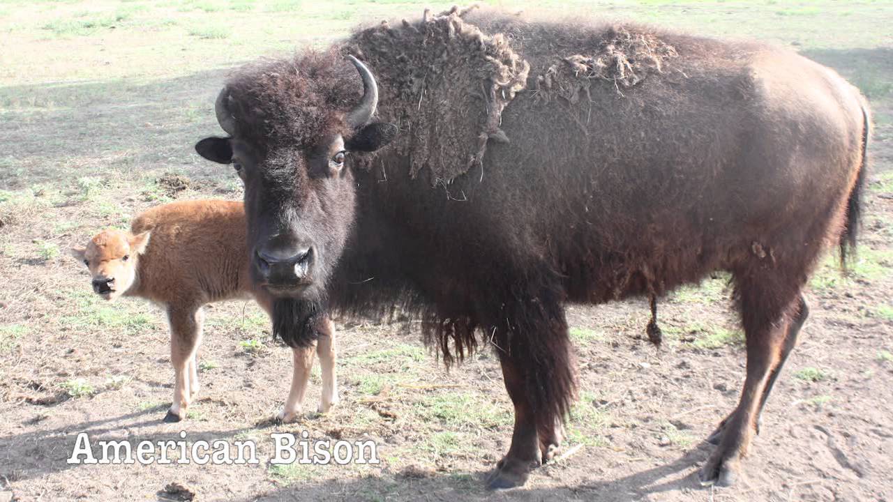 Welcome to Crowe's Nest Farm! - YouTube