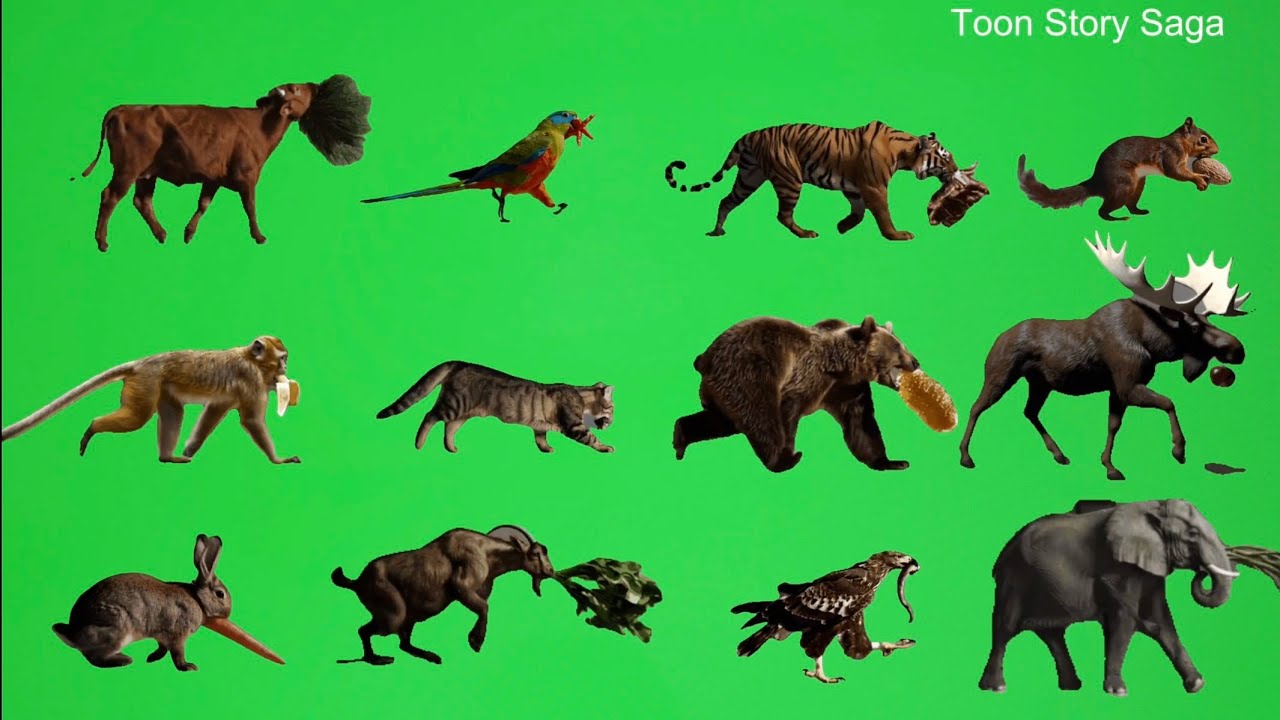 Animals and their food | Animals | Food Videos | Animal Green Screen ...