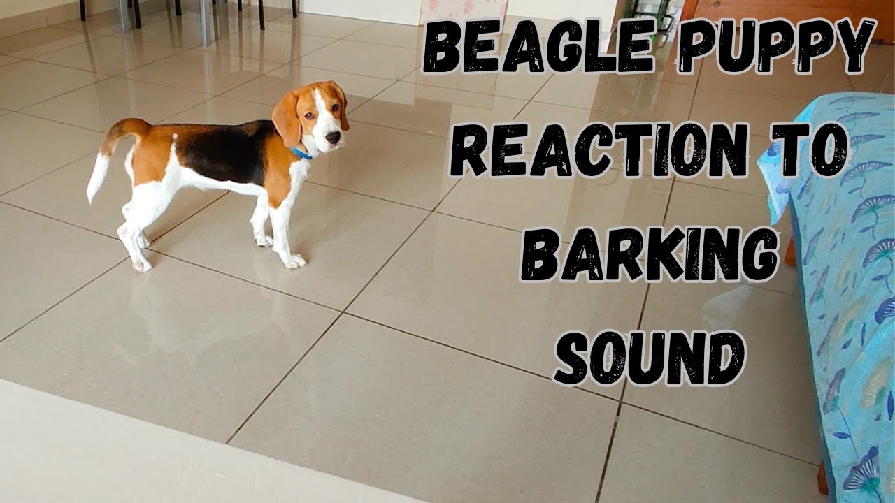 Beagle Puppy Reaction to Barking Sound - Dog Reaction #puppyreaction # ...