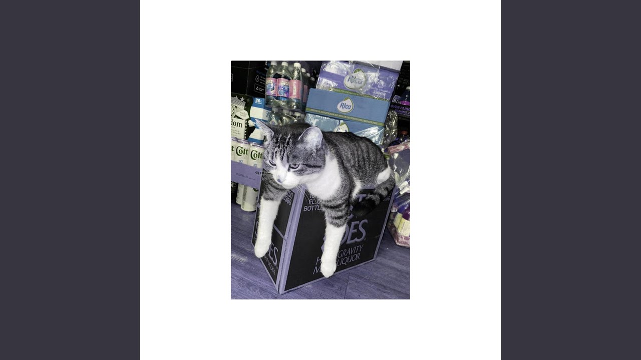 meow meow - YouTube Music