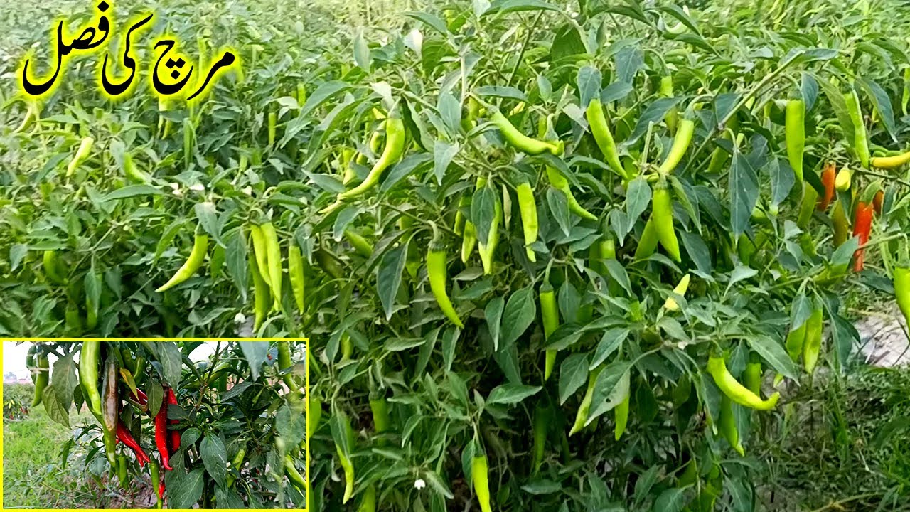 Chilli Crop | Chilli Agriculture | Chilli Farming Chilli Production ...