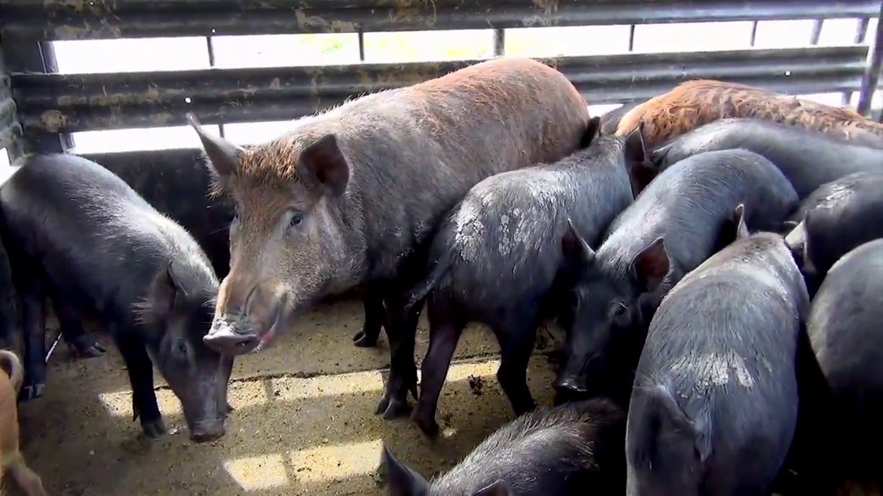 Loading Wild Pigs for Transport - YouTube