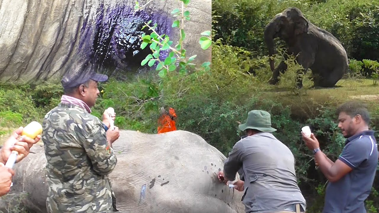 People helping an elephant that has difficulty walking due to foot ...