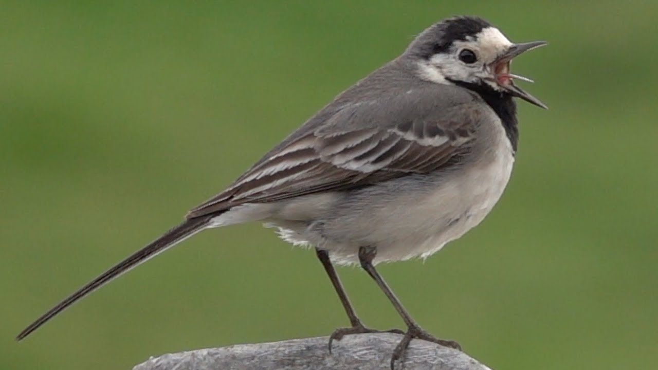 White wagtail at a farm. Bachstelze auf Bauernhof - YouTube