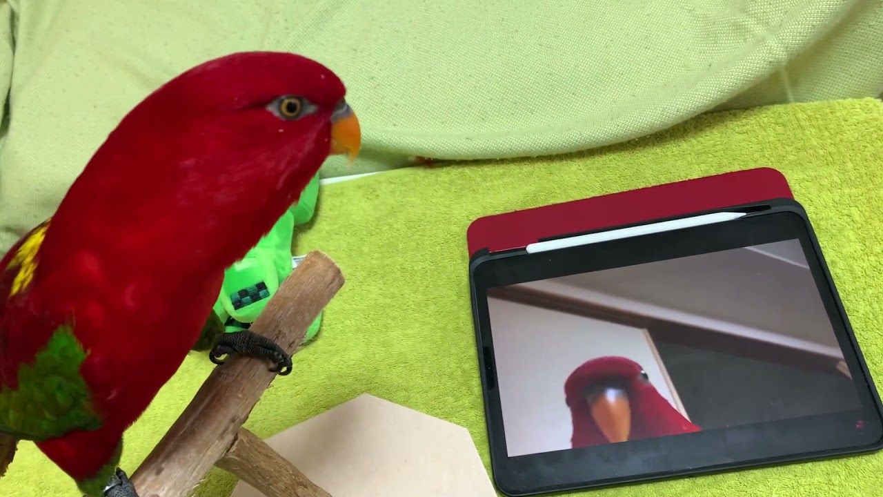 Loro Rojo Meme ve su propio video De Youtube - YouTube