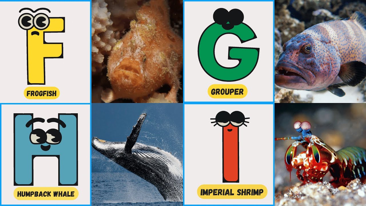 Ocean Wonders ABCs | 100 Sea Animals Alphabet Song for Kids |#abcd # ...