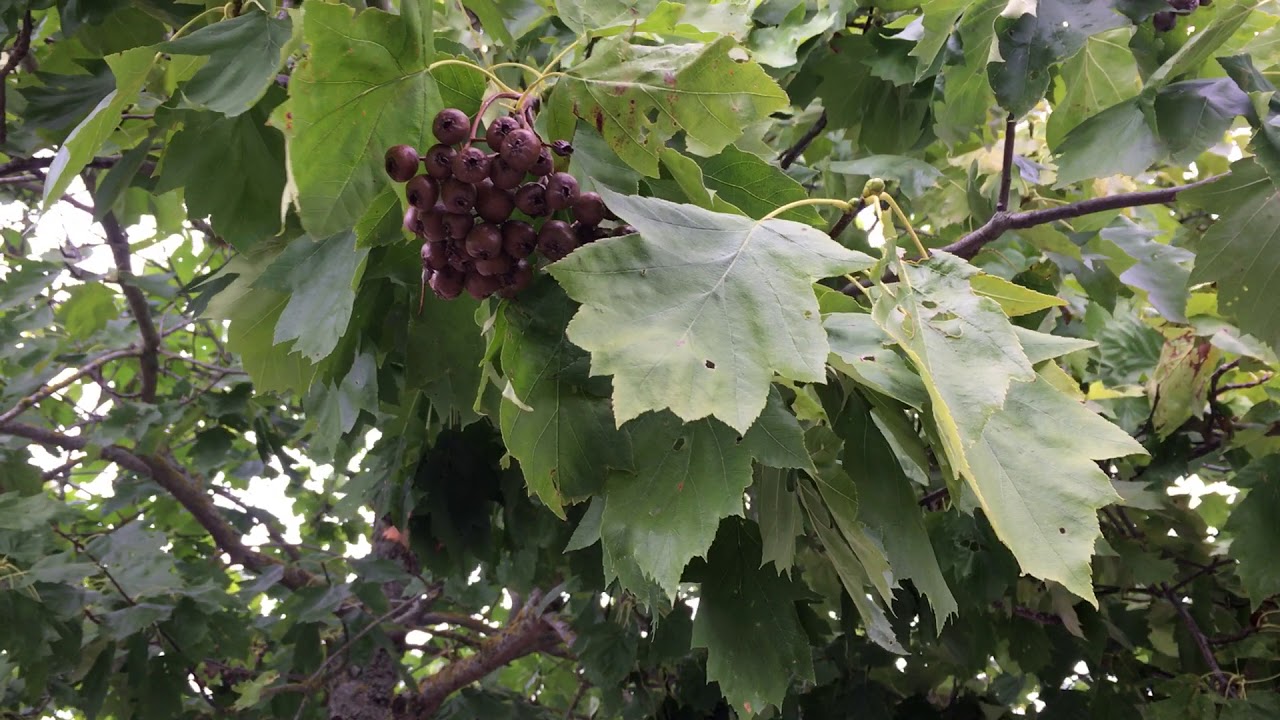 Wild service tree - leaves & fruit - September 2018 - YouTube