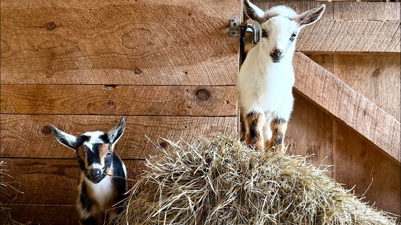 A dozen baby goats kick up their hooves! - YouTube