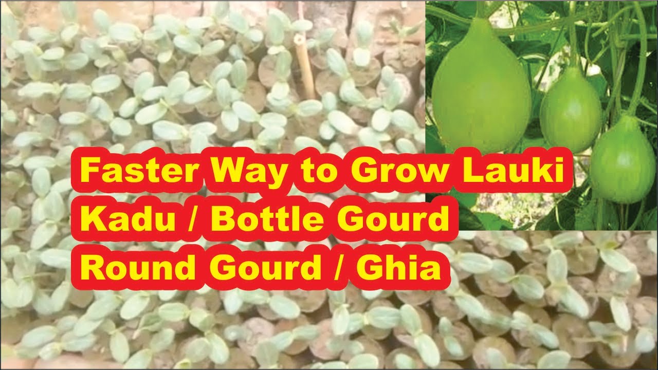 How to Grow Bottle Gourd | Round Gourd | Lauki | Kadu | Ghiya From Seed ...