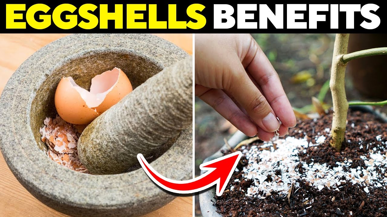 This Is Why You Should Never Throw Away Eggshells! - YouTube