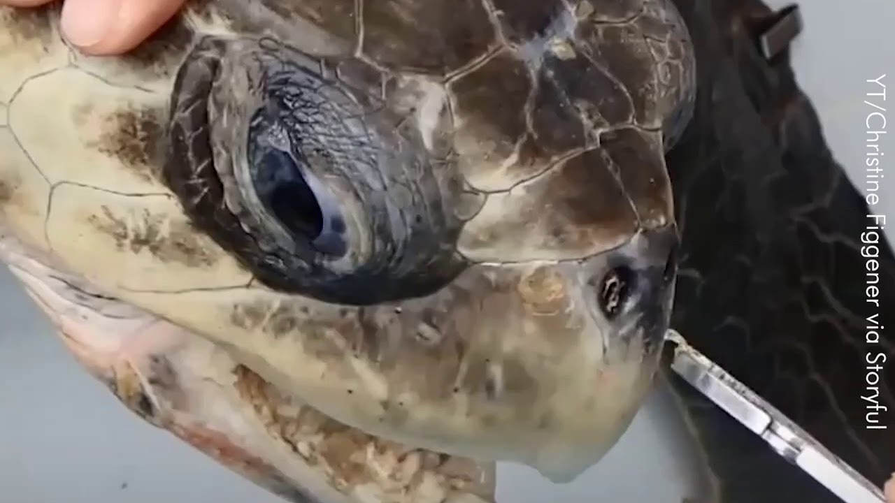 No-One-Cares-Videos---People-Remove-Plastic-Straw-From-Sea-Turtle_s ...