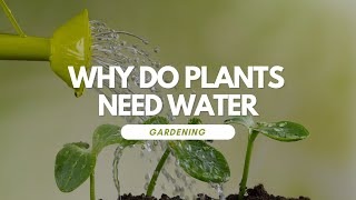 Why Do Plants Need Water