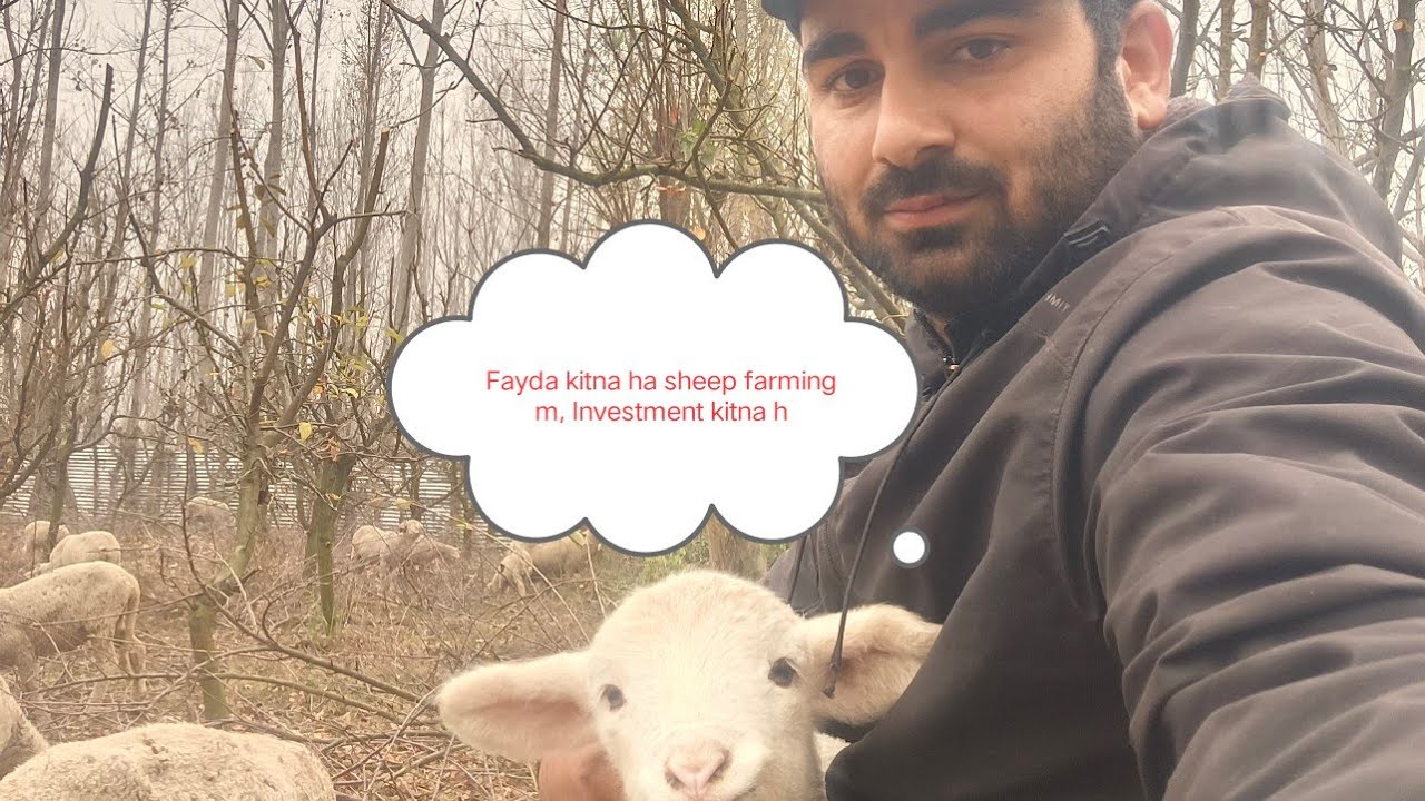 sheep farming ma kitna fayada ha, Investment kitna lagta ha. - YouTube