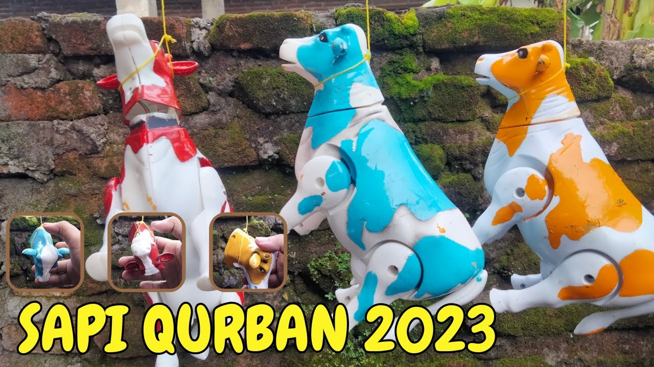 Sapi di Potong, Sembelih Sapi, Simulasi Sapi Qurban, Sapi Warna Warni ...
