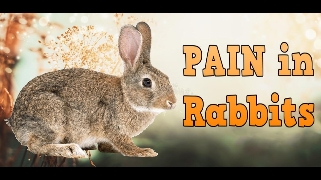 Pain in rabbits - Twitch Exotic Animal Medicine Rounds (2022-12-01 ...