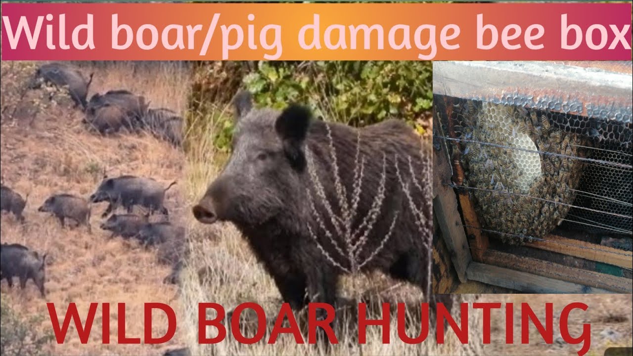WILD HONEY BEES /HUNTING WILD BOAR /wild swine/wild pig - YouTube