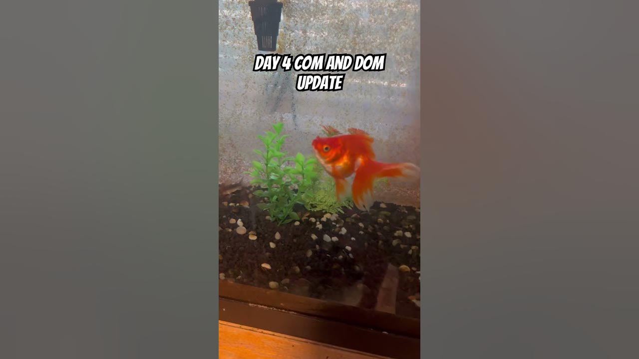 Day 4, Com And Dom Update, - YouTube