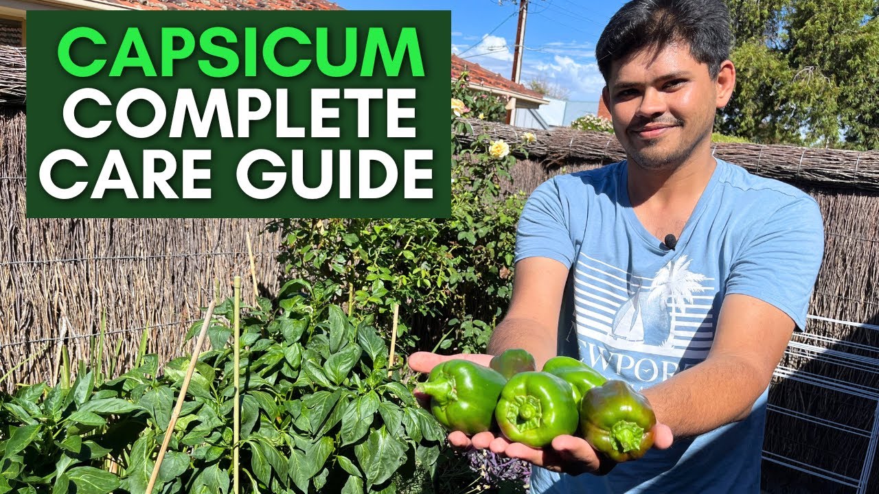 Capsicum Plant Complete Care Guide | Easiest Way To Grow Capsicum in ...