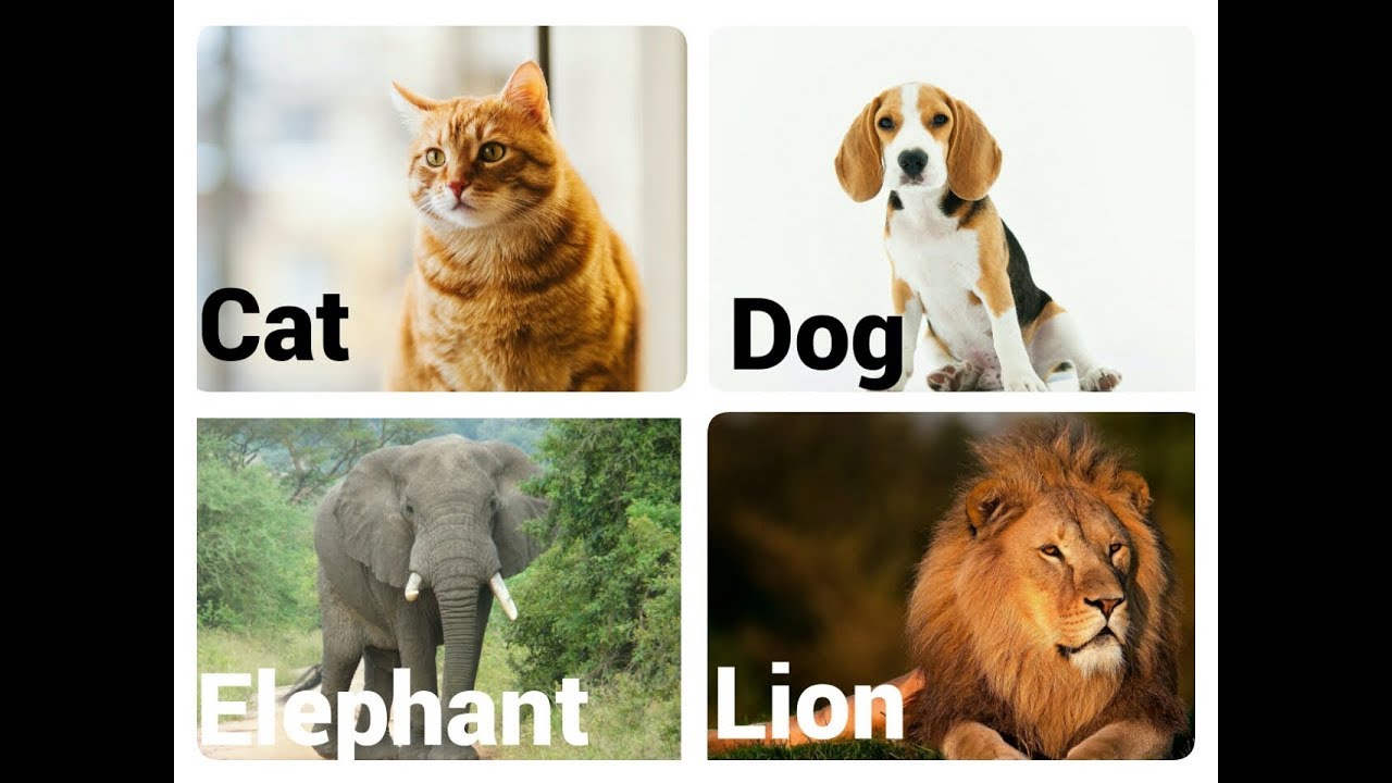 Name of Animals for kids with real pictures - YouTube