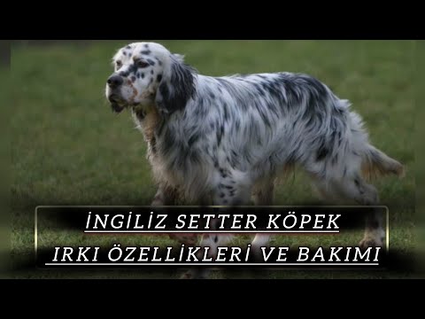 İngiliz Setter Köpek Irkı Özellikleri ve Bakımı @Gezercim #gezercim