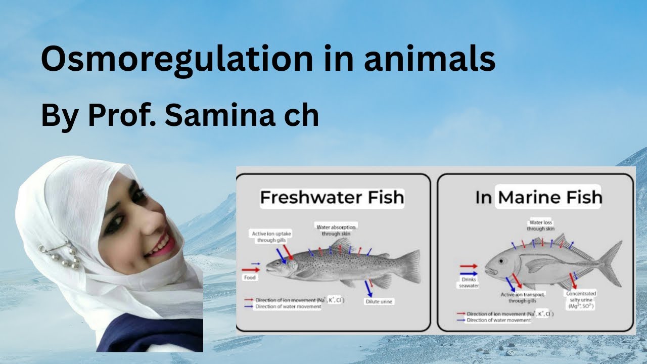 Osmoregulation in animals | Osmoregulation in marine environment ...