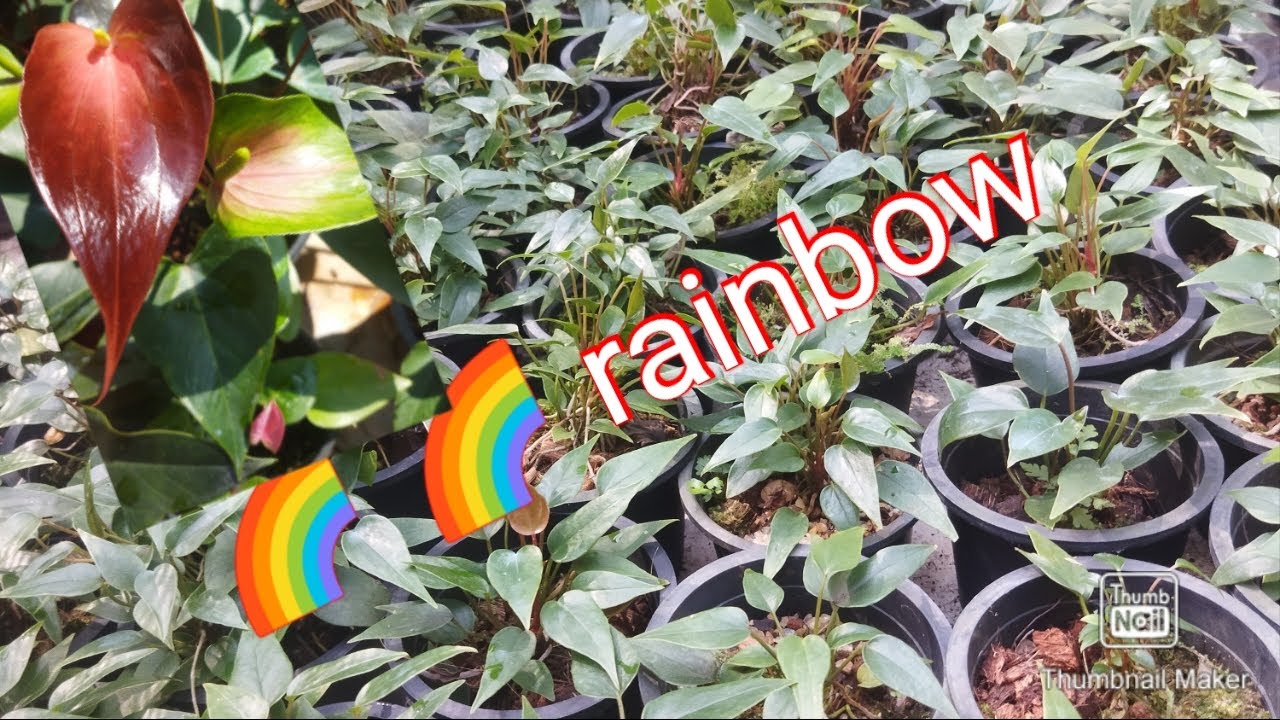 මගේ 🌈 rainbow ..0774786563.. - YouTube