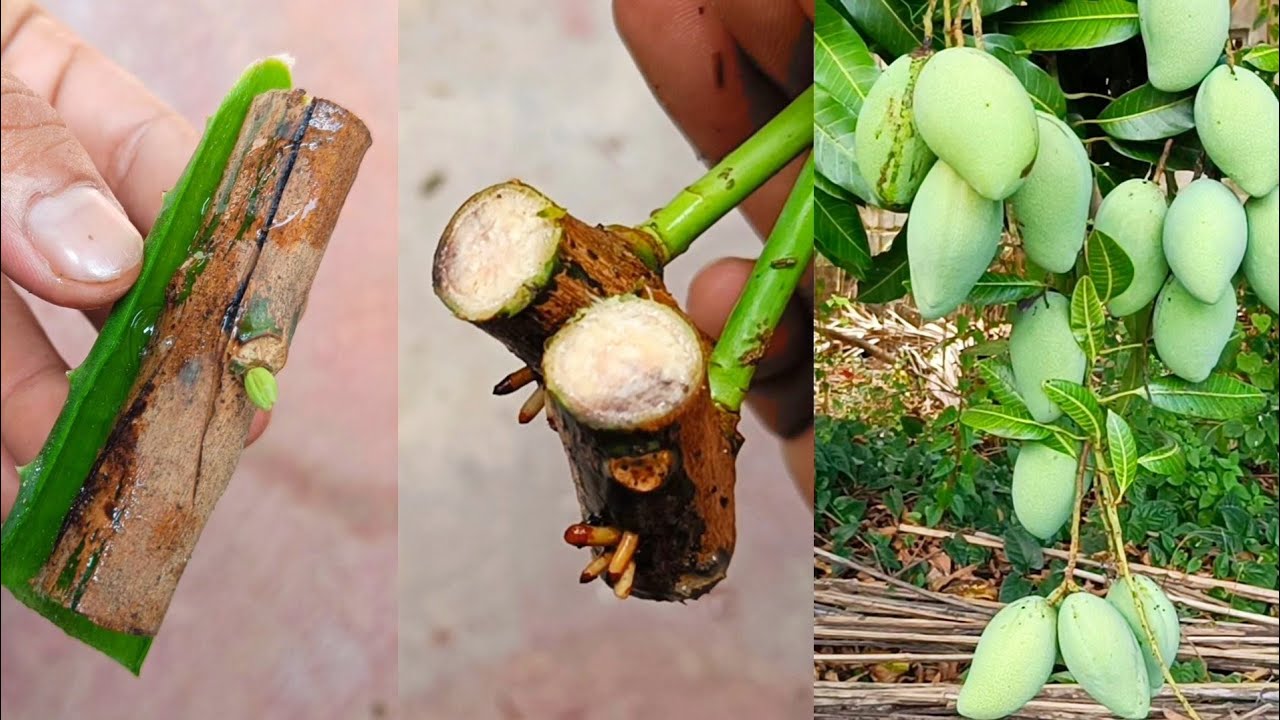 Propagation of mango tree with aloe vera, New technique - YouTube