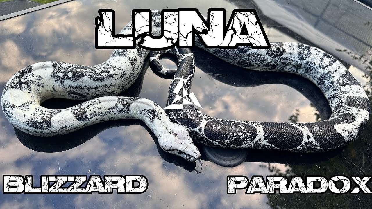 Blizzard Paradox Boa - YouTube