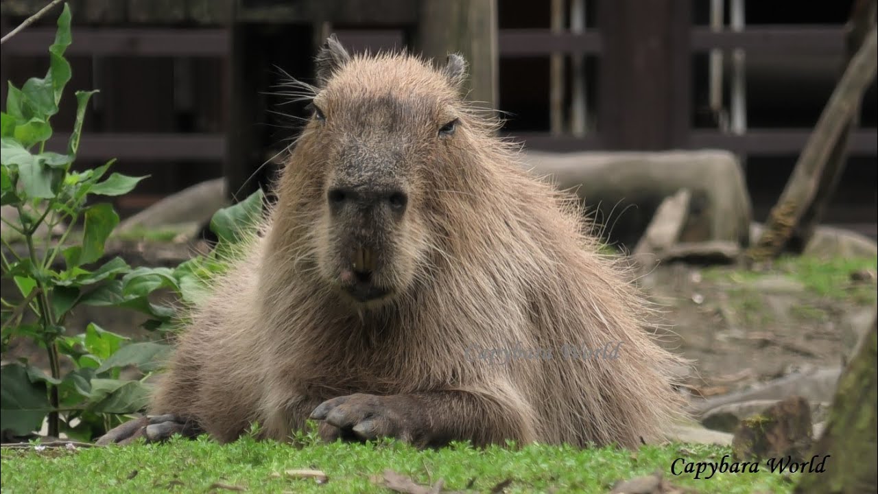Amazing Sound of The Capybara Mating Call… Donut - YouTube