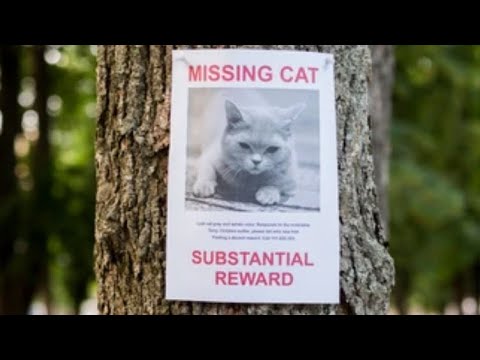 CATNAPPED? 20 CATS REPORTED MISSING IN NEIGHBORHOOD IN MAINE... IT'S ...