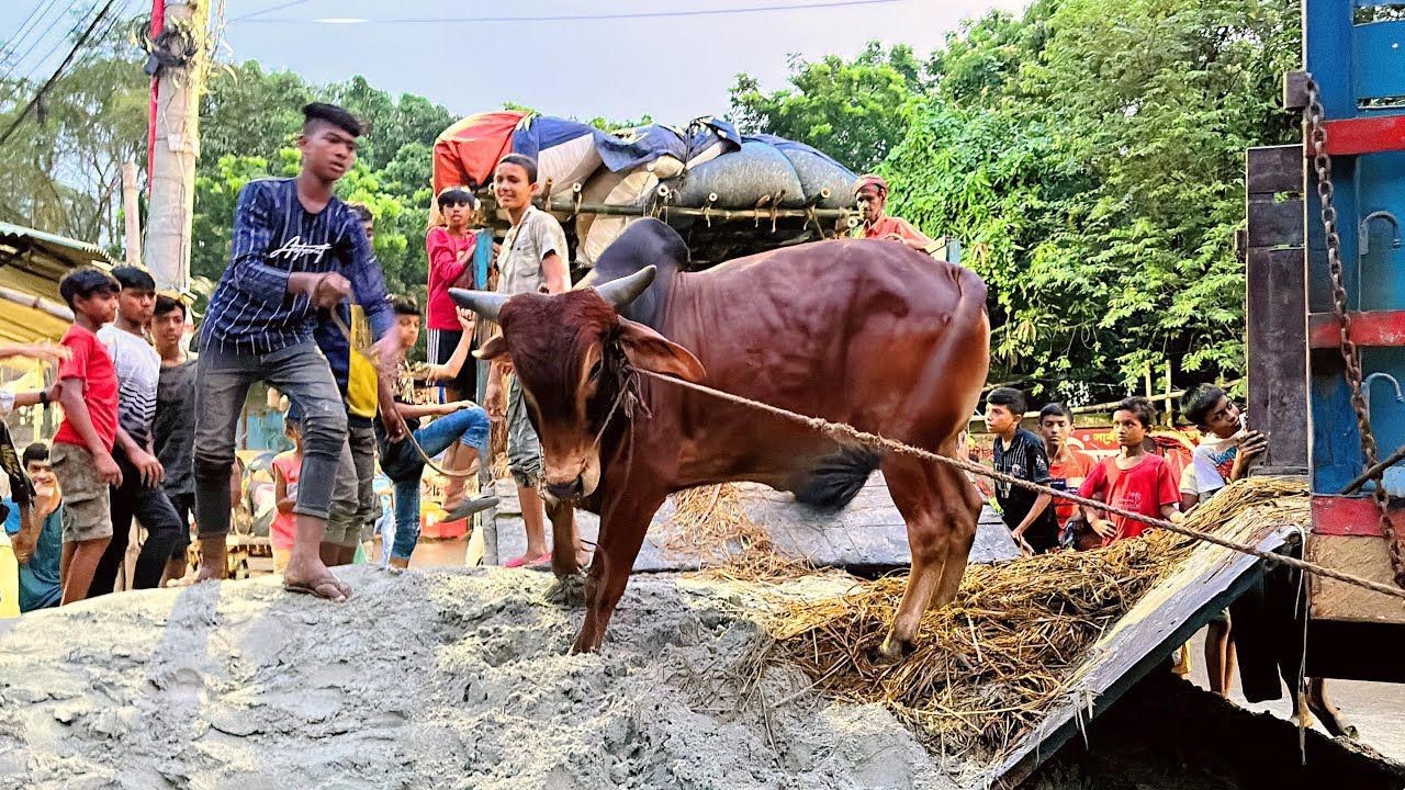 Unloading time Hazaribagh Gorur Haat | Season 2023 | Qurbani Eid ...