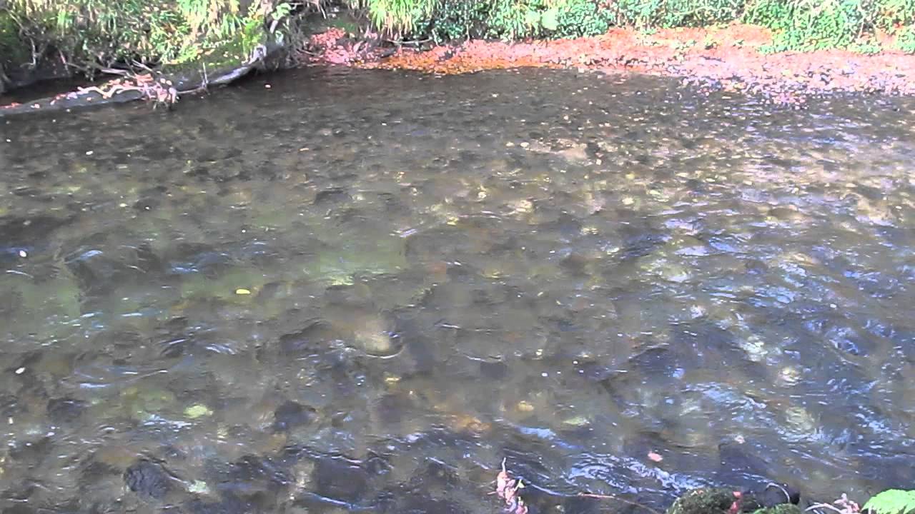 River Camel fishing conditions 5th December - YouTube