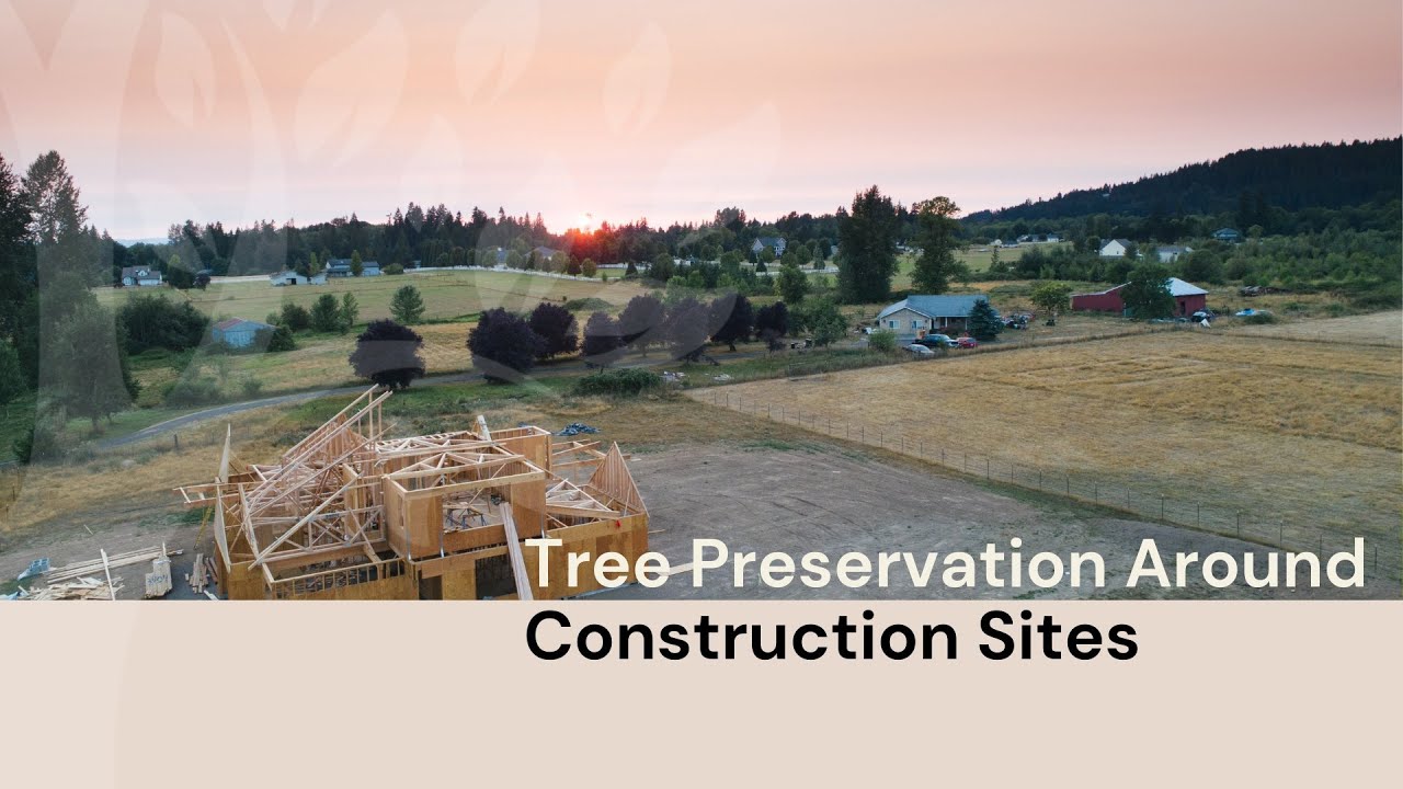 Strategies for Tree Preservation Around Construction Sites 💥 ...