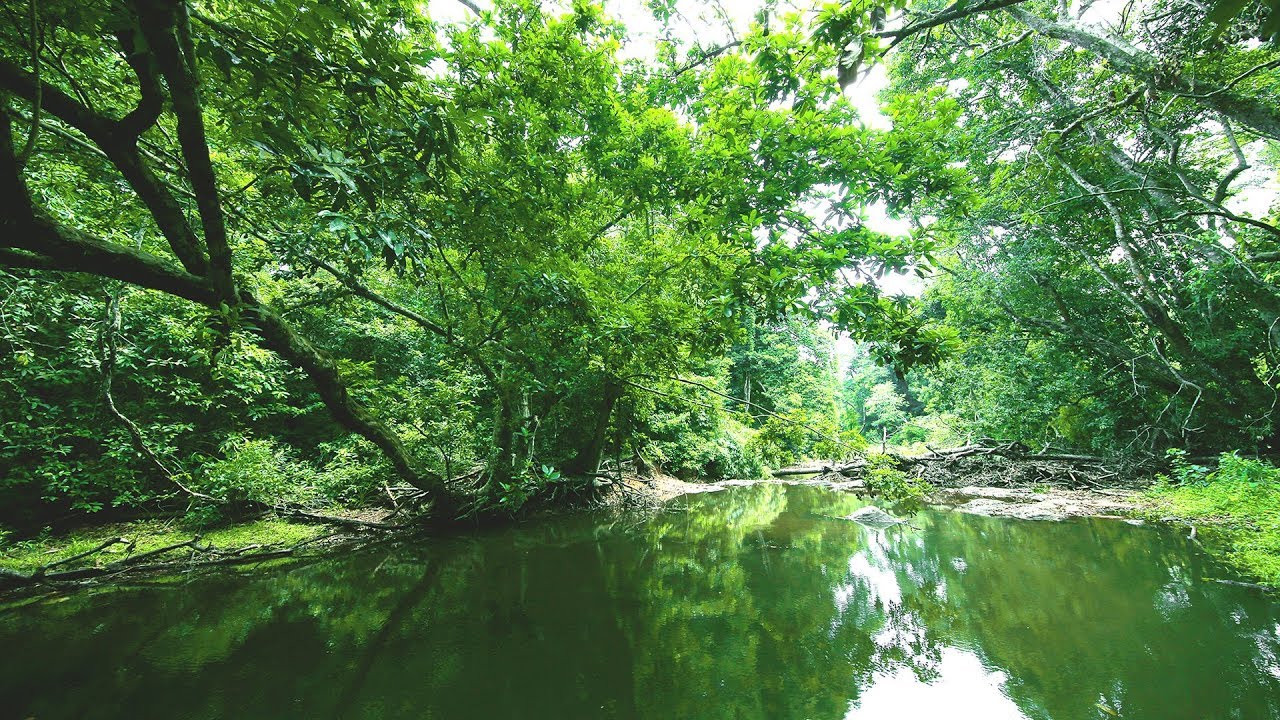 Kannavam Forest Trails | Beautiful Unexplored Places in Kerala - YouTube