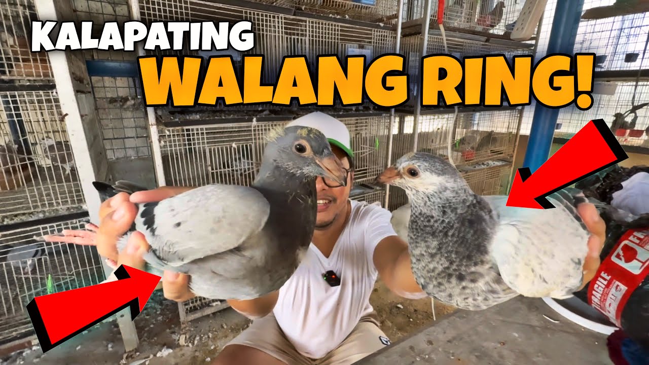 IMPORTED LINE NA KALAPATI NASAYANG LANG - YouTube