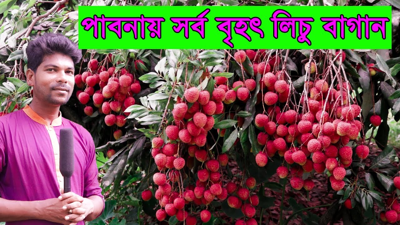 পাবনায় সর্ব বৃহৎ লিচু বাগান | The largest litchi garden in Pabna | ALL ...