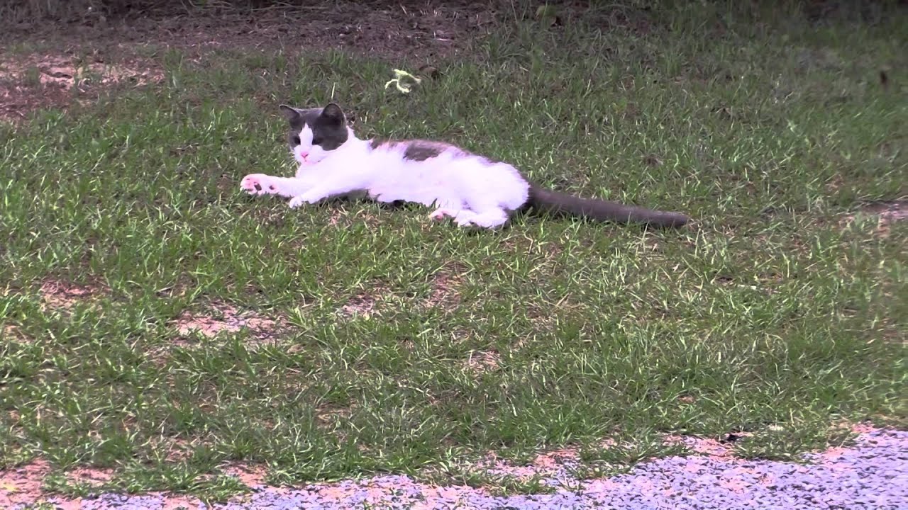 Cat VS MockingBird - YouTube