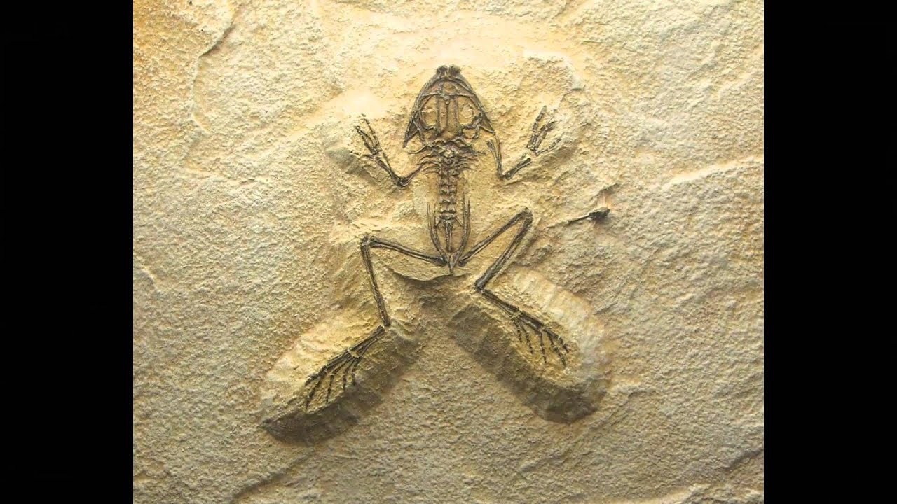 Movie Preview 3 Evolution of eyes - YouTube