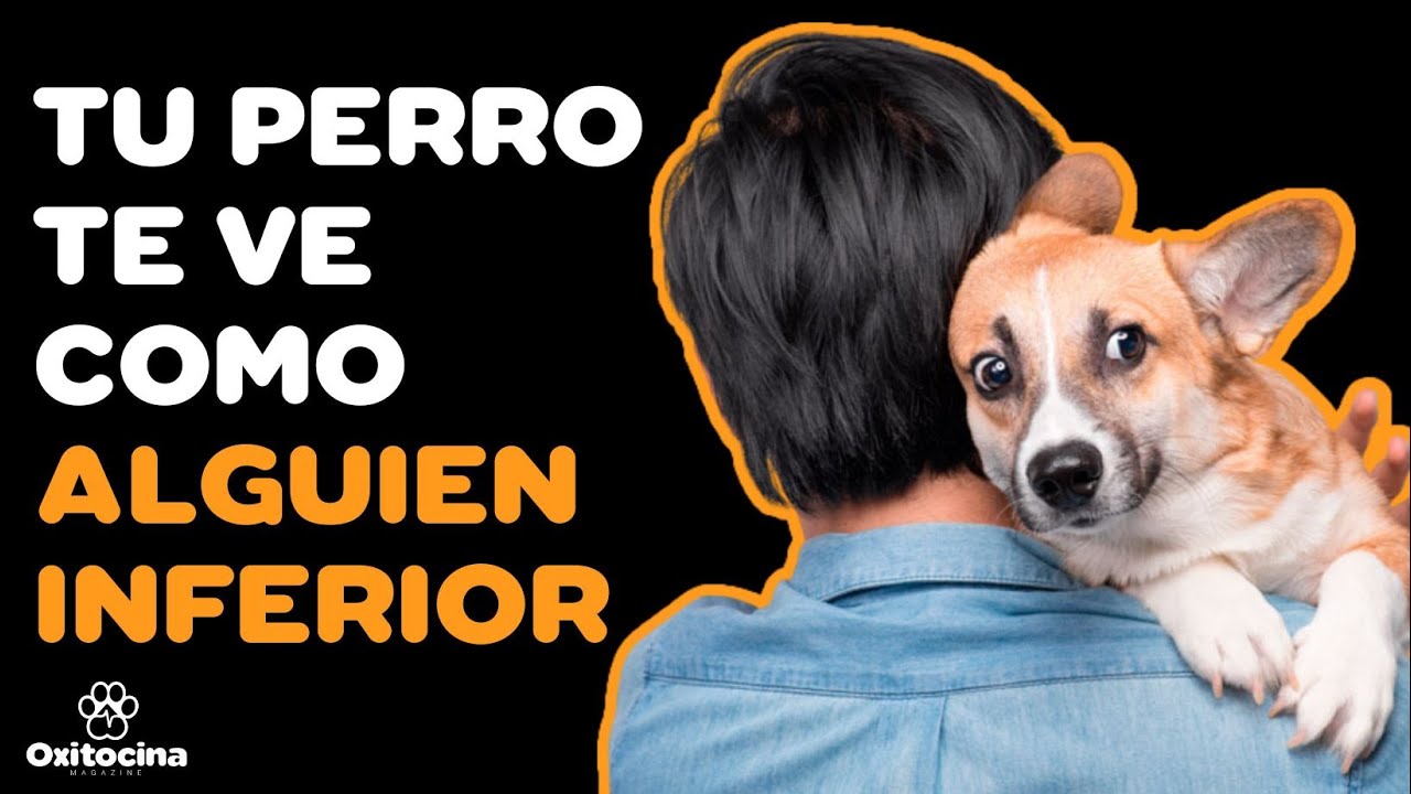 7 SEÑALES DE QUE TU PERRO NO TE RESPETA - YouTube