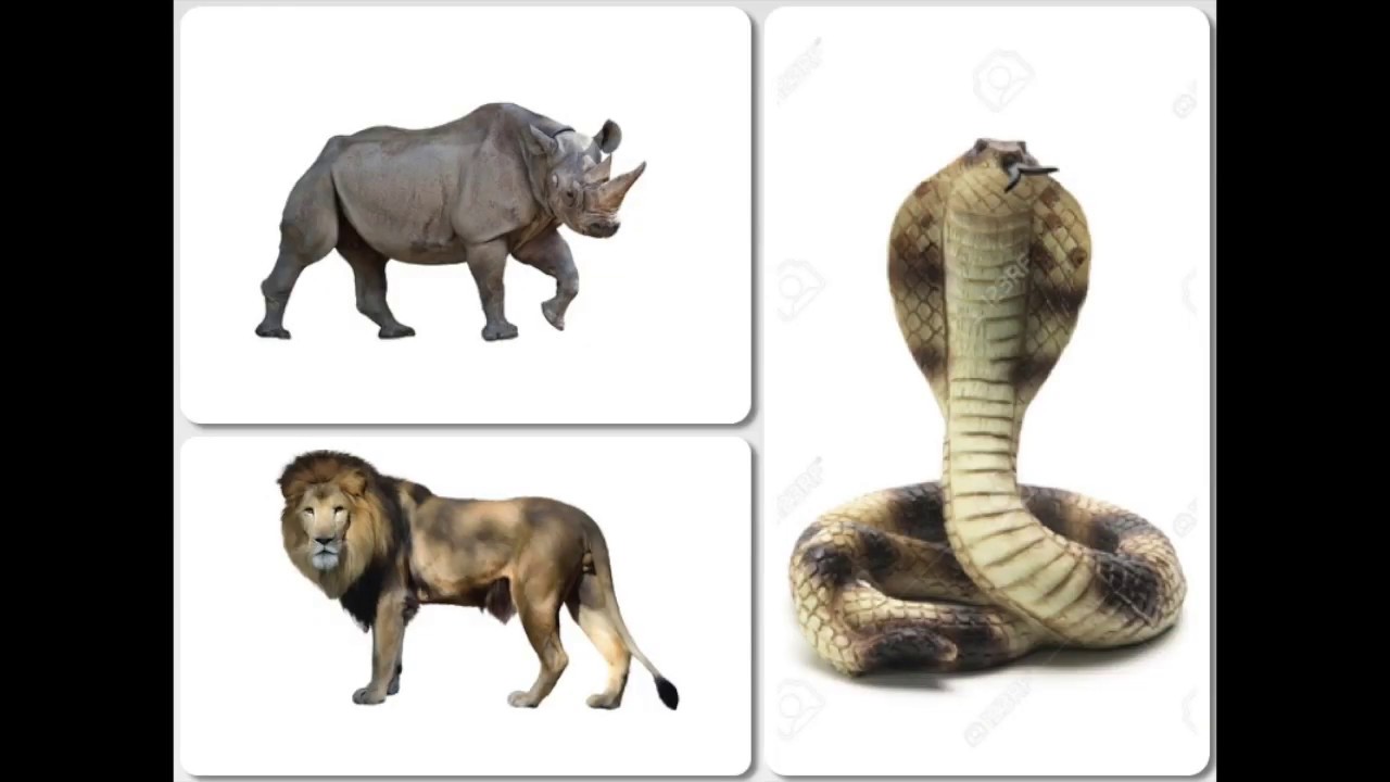 Animal Limbo (with vocals) - YouTube