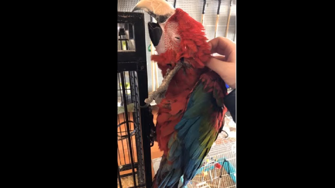 Beautiful Parrot Looking So Relaxed Getting A Neck Massage - YouTube