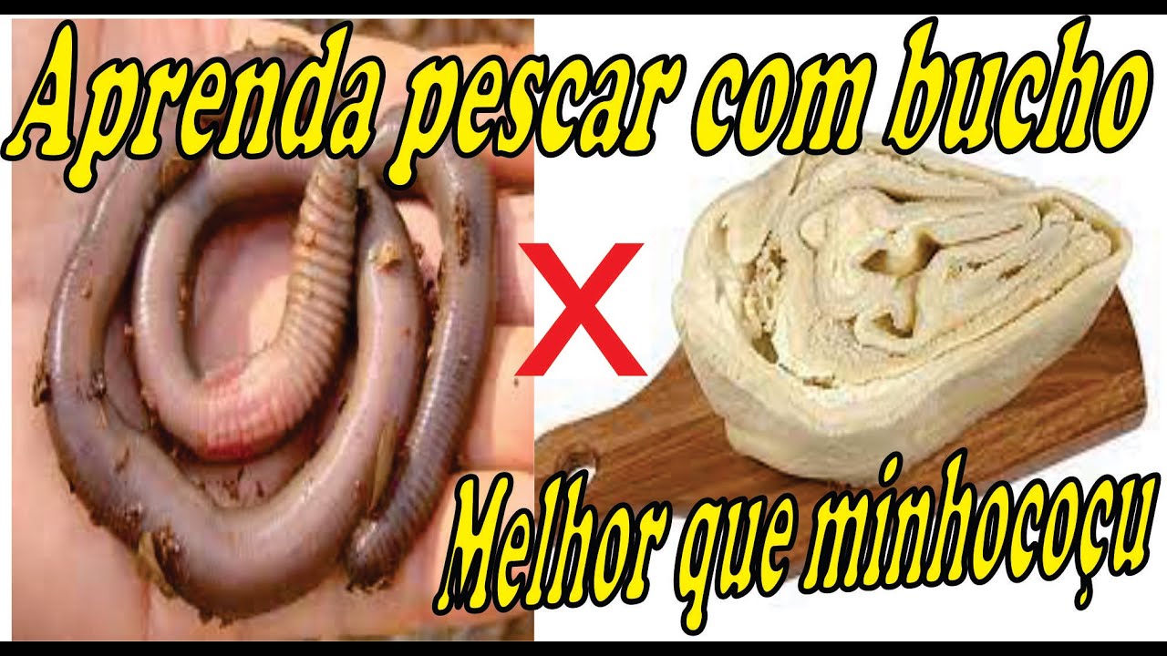 Aprenda pescar com bucho e melhor que minhocuçu - YouTube