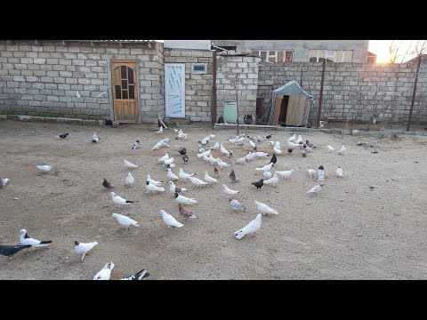 Baki goyercinleri 2020 . Mestaga Rufet  #bakigoyercinleri #goyercinler2020 #pigeons