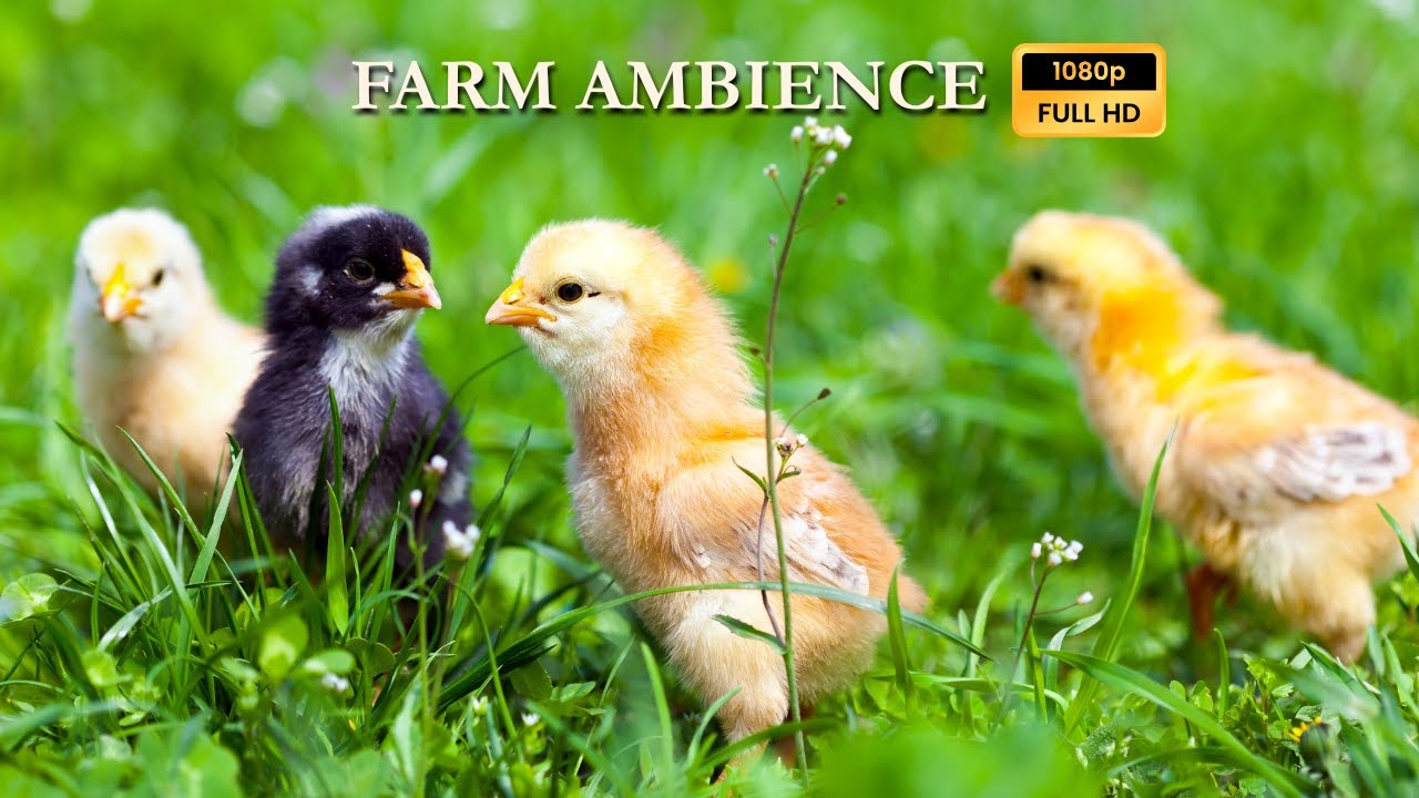 Peaceful Relaxing Nature Video Farm Video for Kids, Guitar Music, Farm ...