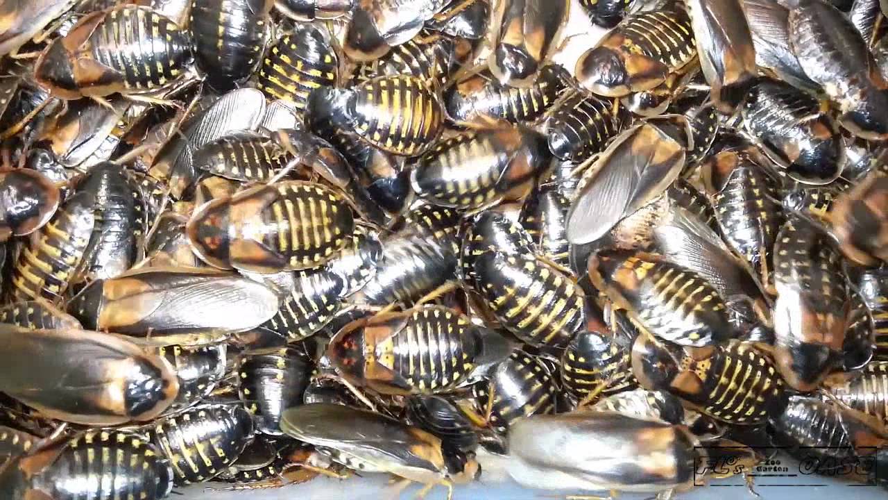 Schaben Waldschaben Dubias *** Flos-Oase.de - YouTube