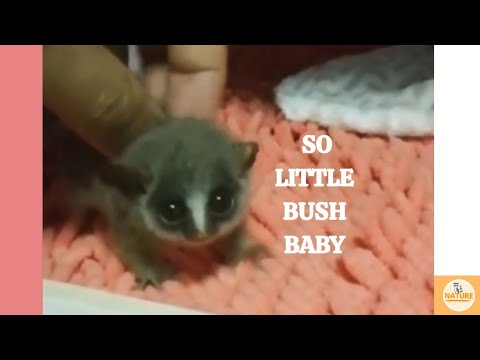Bush Baby • So Cutie Little Grey Mouse Lemur Playing With Human | RELAX ...