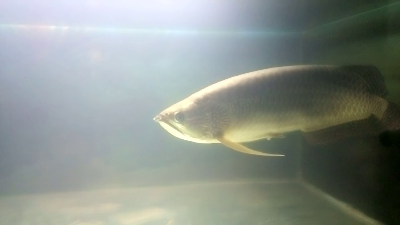 Ca rong kim long uc szie 50cm 2tuoi - YouTube