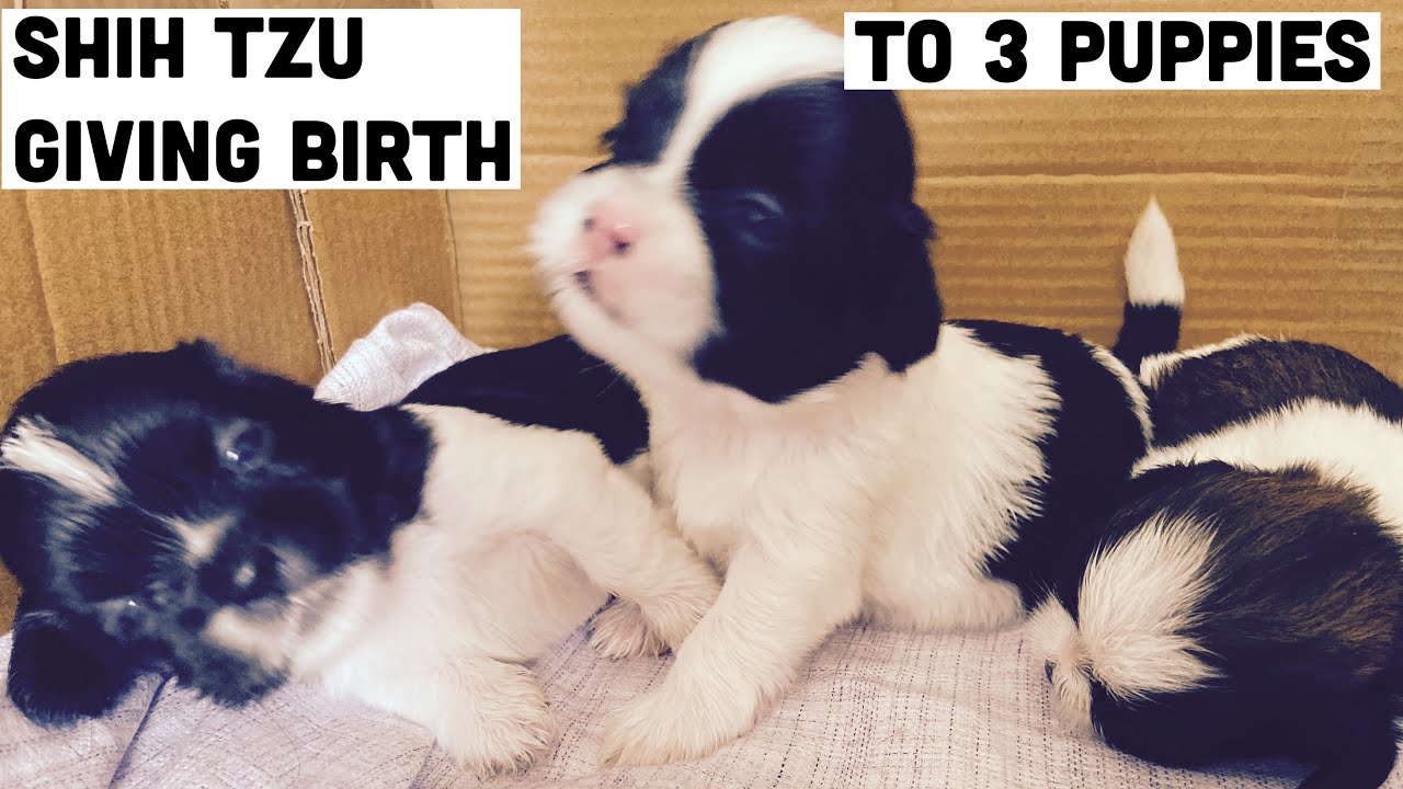 SHIH TZU GIVING BIRTH TO 3 PUPPIES | FIRST TIME LITTERING #puppies ...