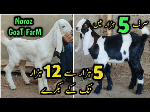 Sirf 5 Hazar Mai Bakra 😮😮. 5 Hazar Se 12 Hazar Tak K Bakray 🔥. - YouTube