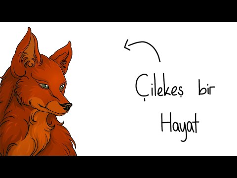 Eğer Bir Tilki Olarak Doğsaydın?